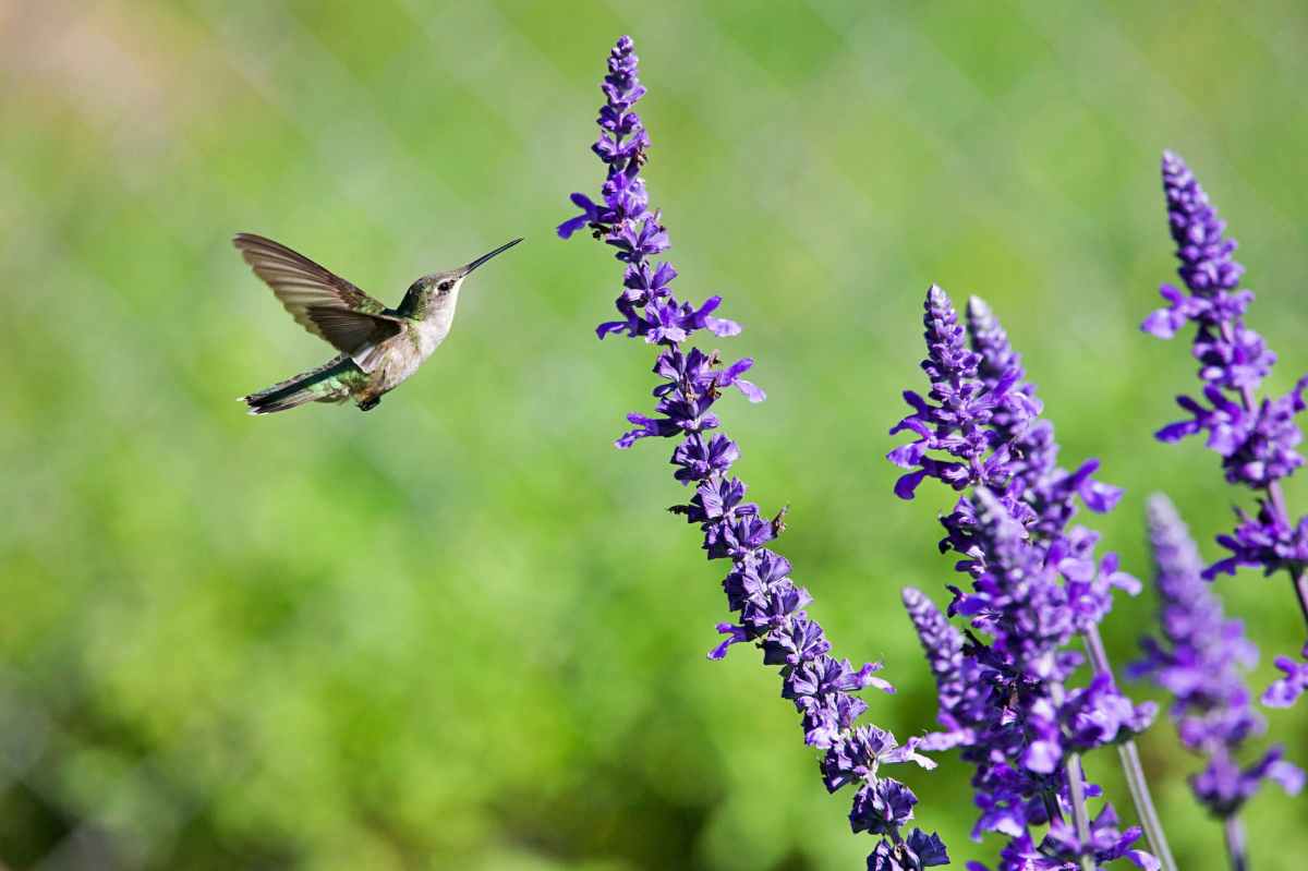 Hyacinth Hale Poetry | Poetry and Other Creative Writings
